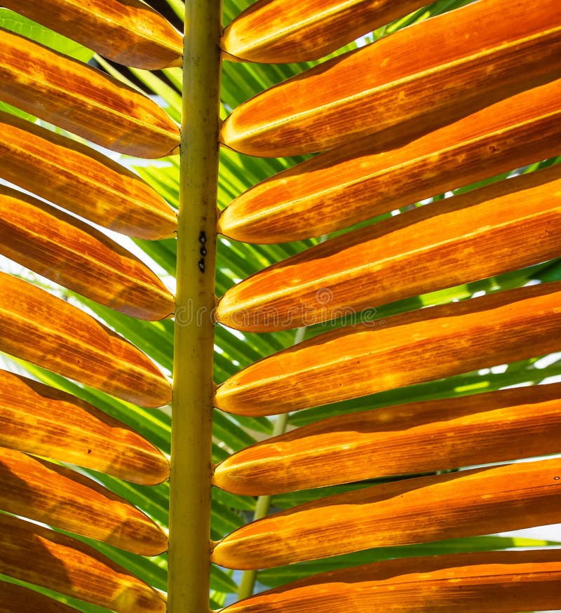 Beauty Coconut Leaves Pattern Stock Image - Image of background, palm ...