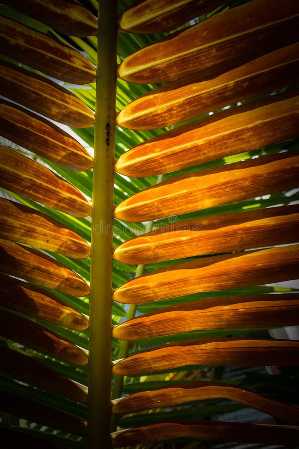 Beauty Coconut Leaves Pattern Stock Image - Image of background, hawaii ...