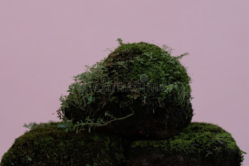 The Beauty of a Colony of Green Moss. Stock Photo - Image of field ...