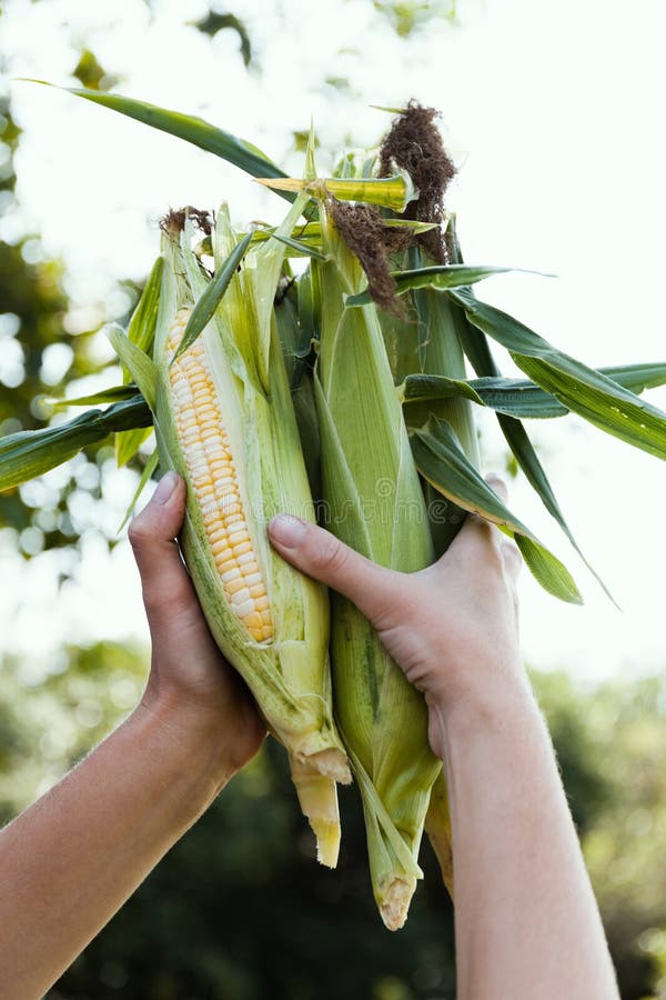 Maize Plant Stock Images - Download 33,436 Royalty Free Photos