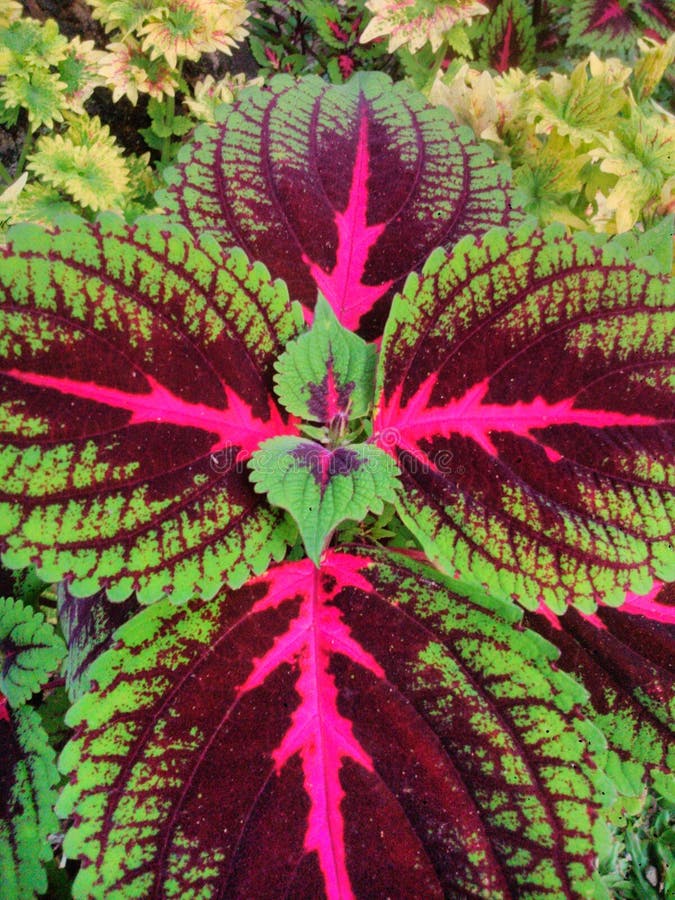 Miana Merah stock image. Image of gradations, gardens - 268156173