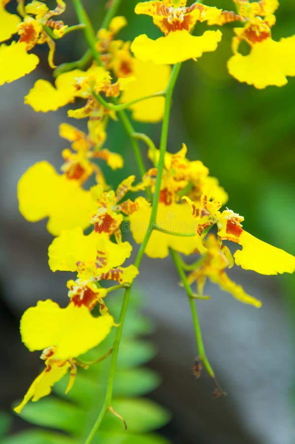 Beauty Colorful Orchids stock photo. Image of botanical - 95989712