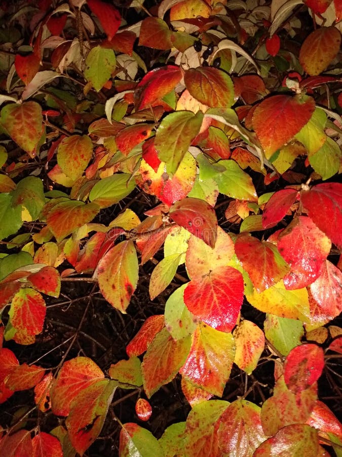 Fall Bush with Lots of Red Berries on Branches, Autumnal Background ...