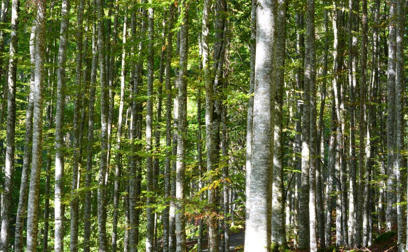 The Geometry of the Trees in the Forest with the Colors of Spring Stock ...