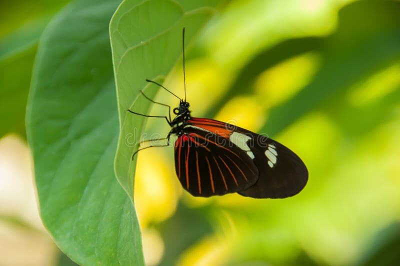 The Beauty of the Colors and Pattern of a Butterfly Stock Image - Image ...