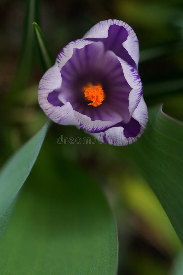 The Beauty and Colors of Spring, Spring Crocus Crocus Corsicus Stock ...