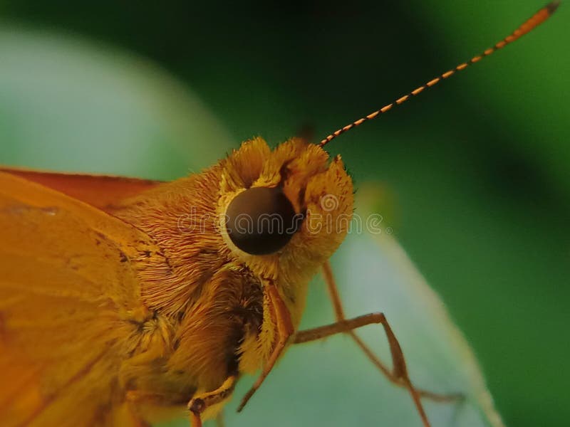 The Beauty of the Colors of the Tiny Insect Butterfly Stock Image ...