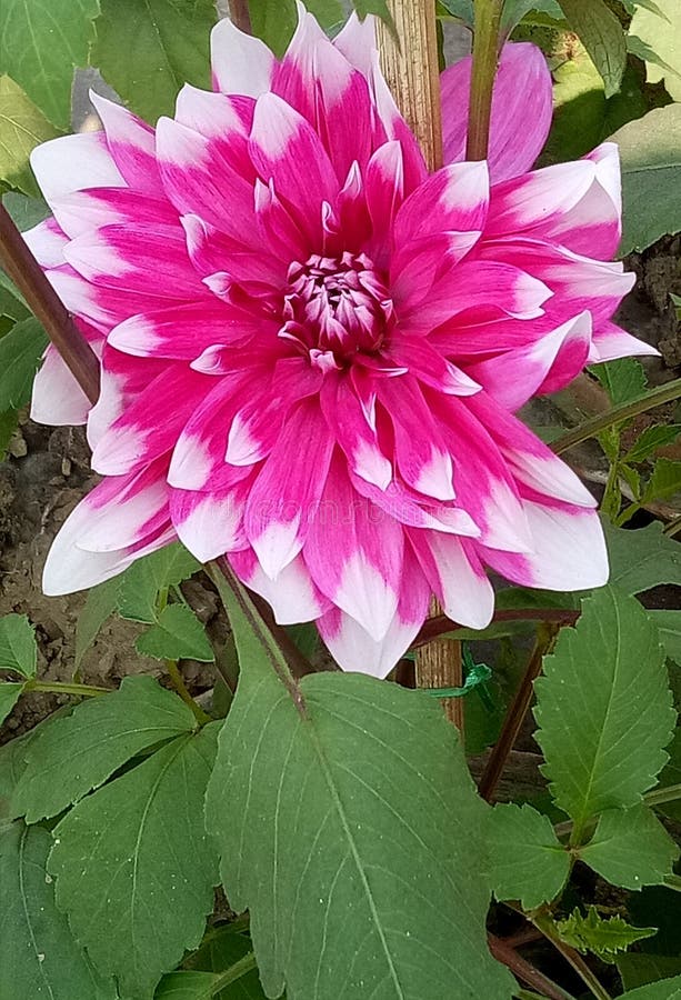 Beauty of Colourful Flower with Green Leaf Stock Image - Image of ...