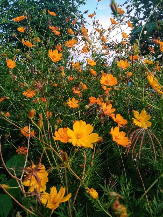 The BEAUTY of COSMOS stock photo. Image of field, sunlight - 212479616