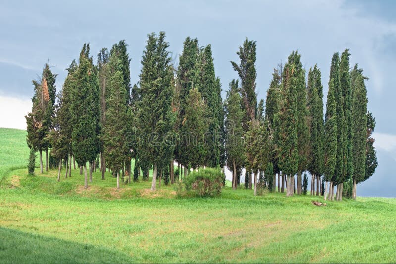 Beauty cypress grove stock image. Image of scenery, lonely - 14411603