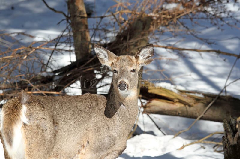 Beauty deer stock image. Image of wildlife, forest, mammal - 25077447