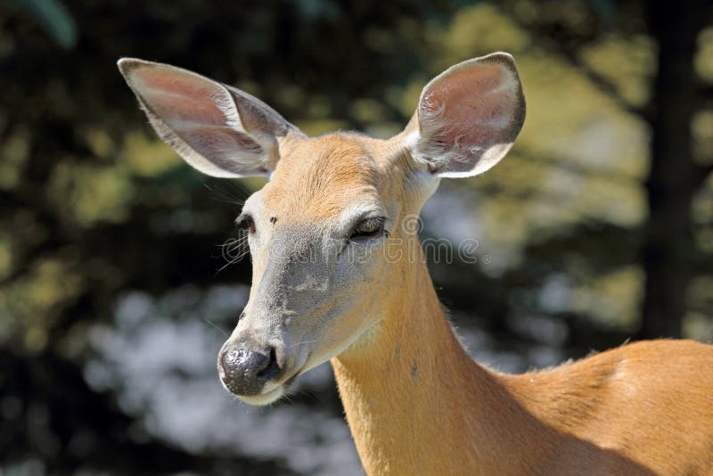 Beauty deer stock photo. Image of face, beauty, female - 25517582