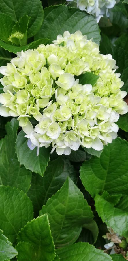 Beauty discribes a flower stock image. Image of lilac - 259096643