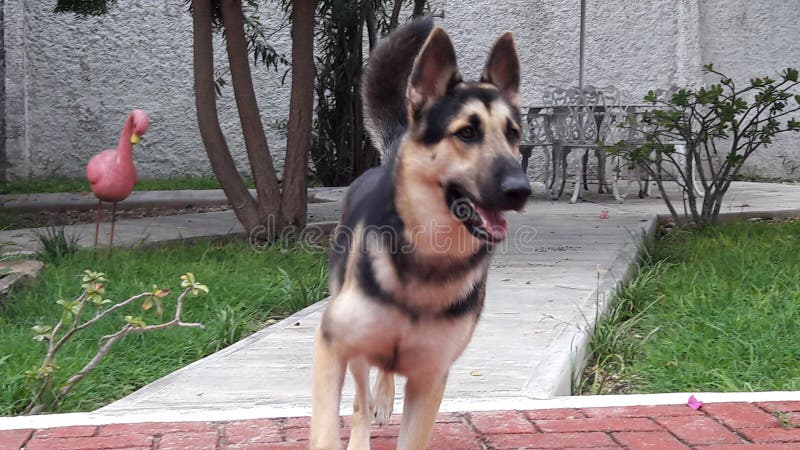 A good boy stock photo. Image of pastor, good, beauty - 101775668