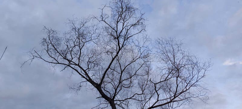 The Beauty of the Dry Tree Display Stock Photo - Image of tree, display ...