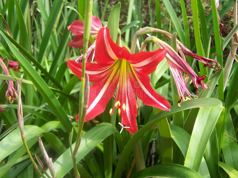 Beauty-Easter Lilly stock photo. Image of garden, flower - 95212