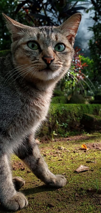 The Beauty of the Eyes that Cannot Be Judged in Words Alone Stock Image ...