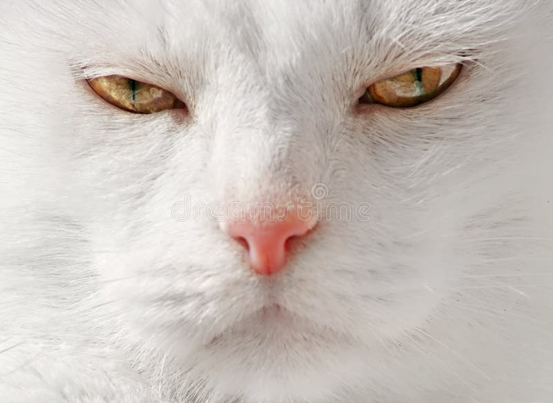 Beauty face of persian cat stock photo. Image of mammal - 14595808