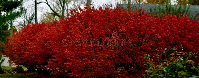 Fall bush colored red stock image. Image of beauty, contrast - 133769679