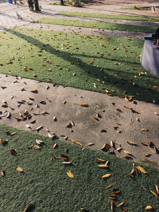 The Beauty of Falling Leaves on a Bright Morning Stock Image - Image of ...