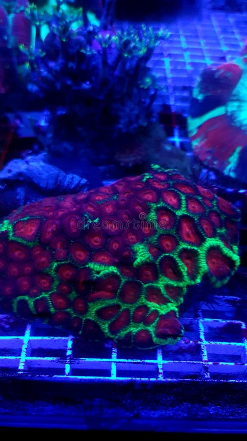 Beauty Favia Corals from Indonesia Stock Image - Image of indonesia ...