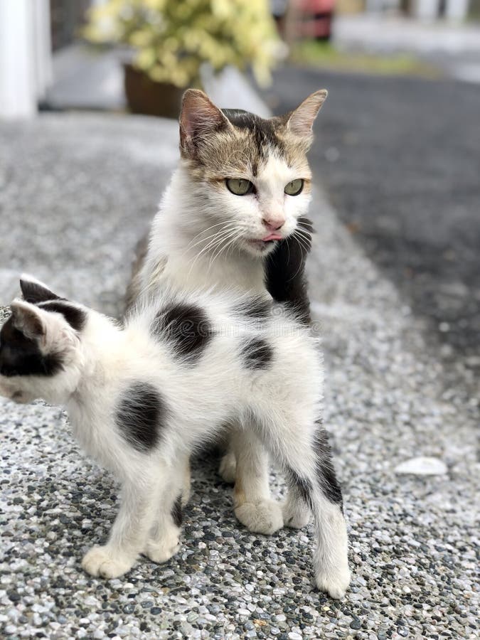 Beauty Cats stock image. Image of cats, kitten, female - 193171437