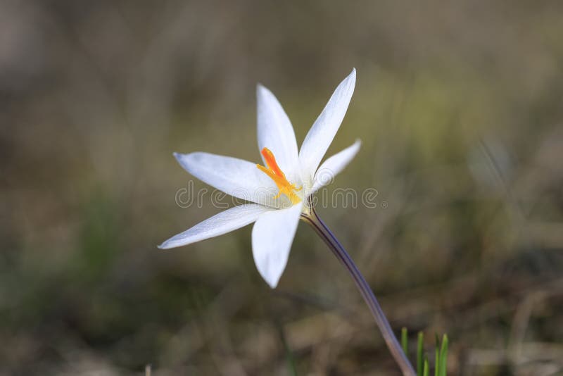 Beauty First Sping Wild Crocuse Flower Stock Photo - Image of flower ...