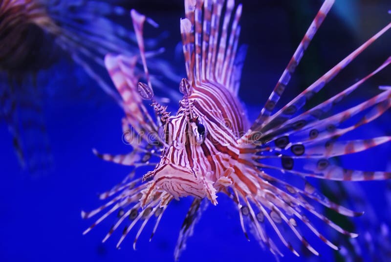 Beauty fish stock photo. Image of exploration, nature - 3135470