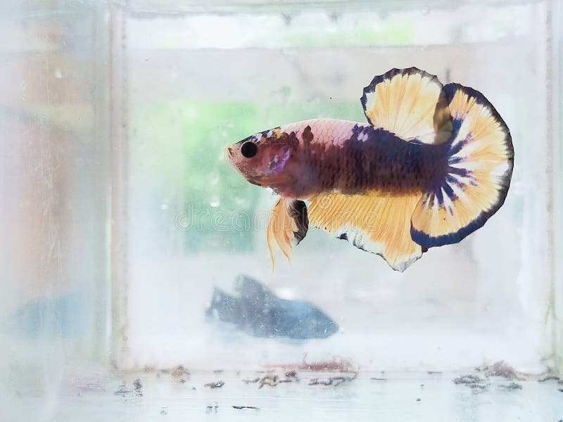 The Beauty of the Fish Tail Stock Photo - Image of beauty, tail: 275031570