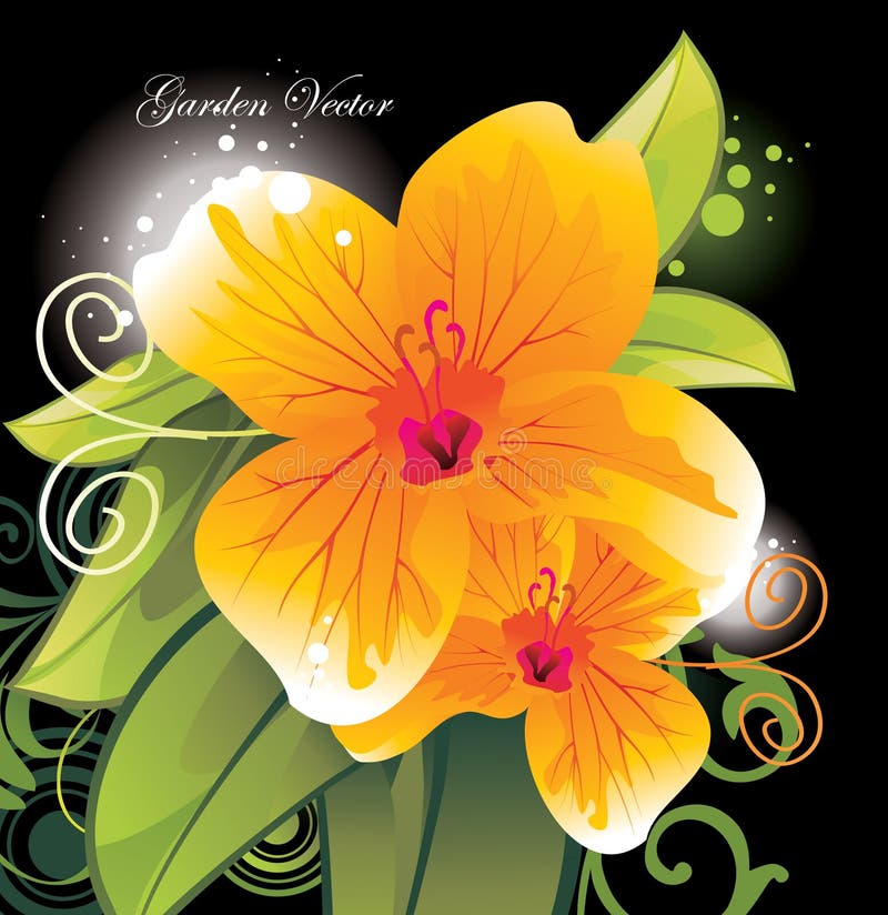 Sun Flower Close Up Drawing. Helianthus Annuus. Isolated Cartoon Stock ...