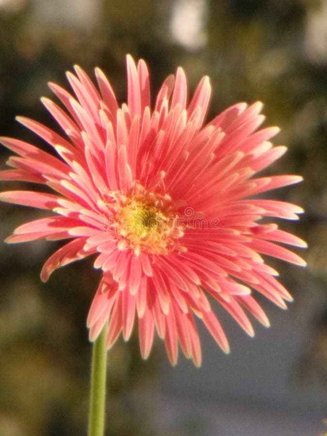 Beauty flower stock image. Image of facing, beauty, flower - 87499391