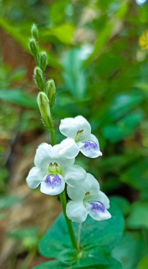 Rumput Israel Stock Photos - Free & Royalty-Free Stock Photos from ...