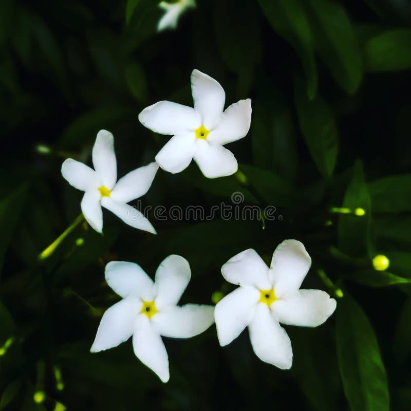 Flower Vibe stock photo. Image of light, flower, vibe - 219634456