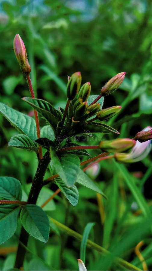 The Beauty of a Flower that Will Bloom Stock Image - Image of bloom ...