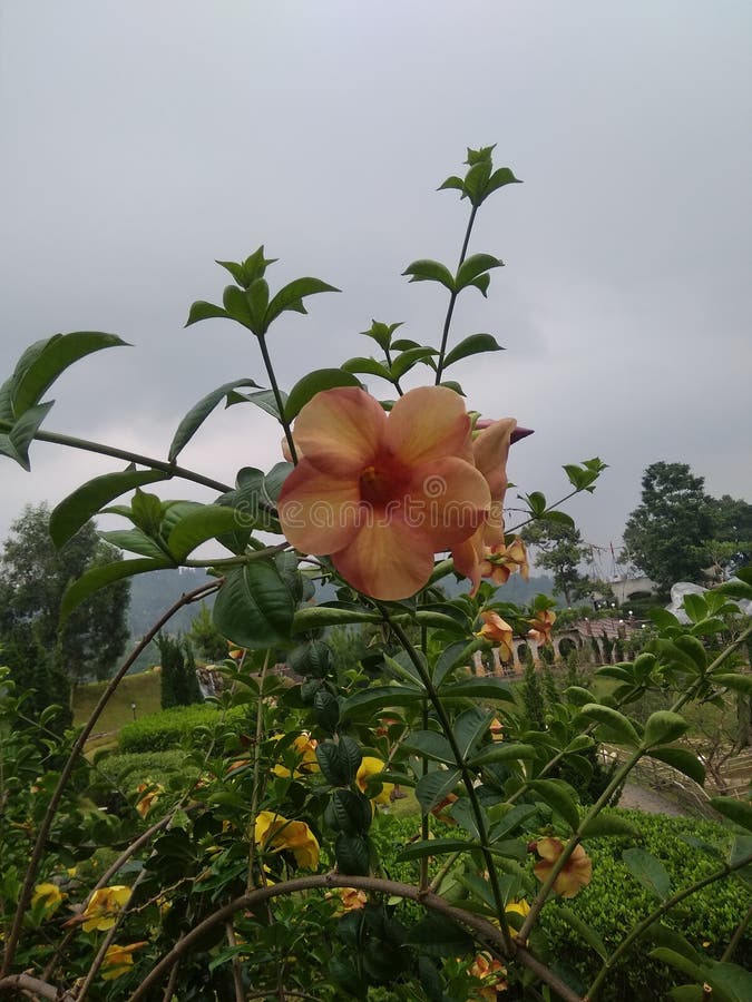 The Beauty of Flowers with Natural Colors Stock Image - Image of colors ...