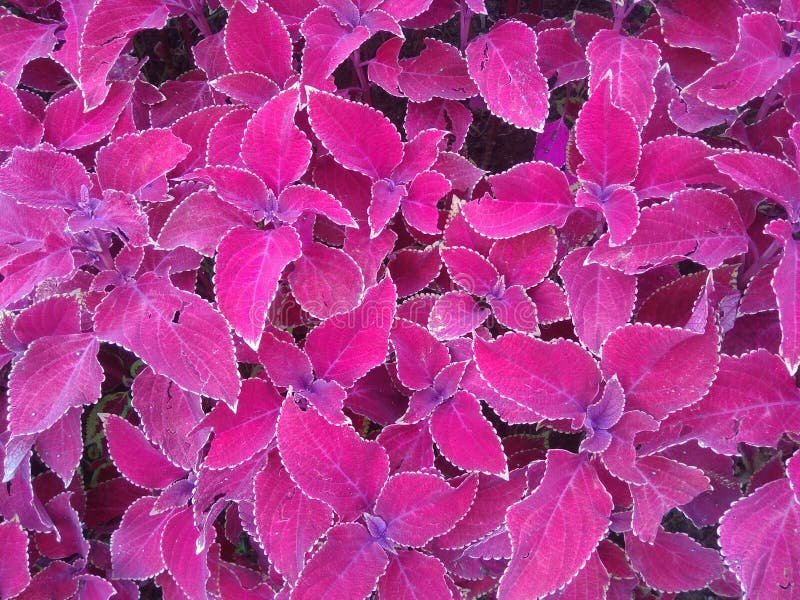 The Beauty of Flowers with Natural Colors Stock Photo - Image of beauty ...