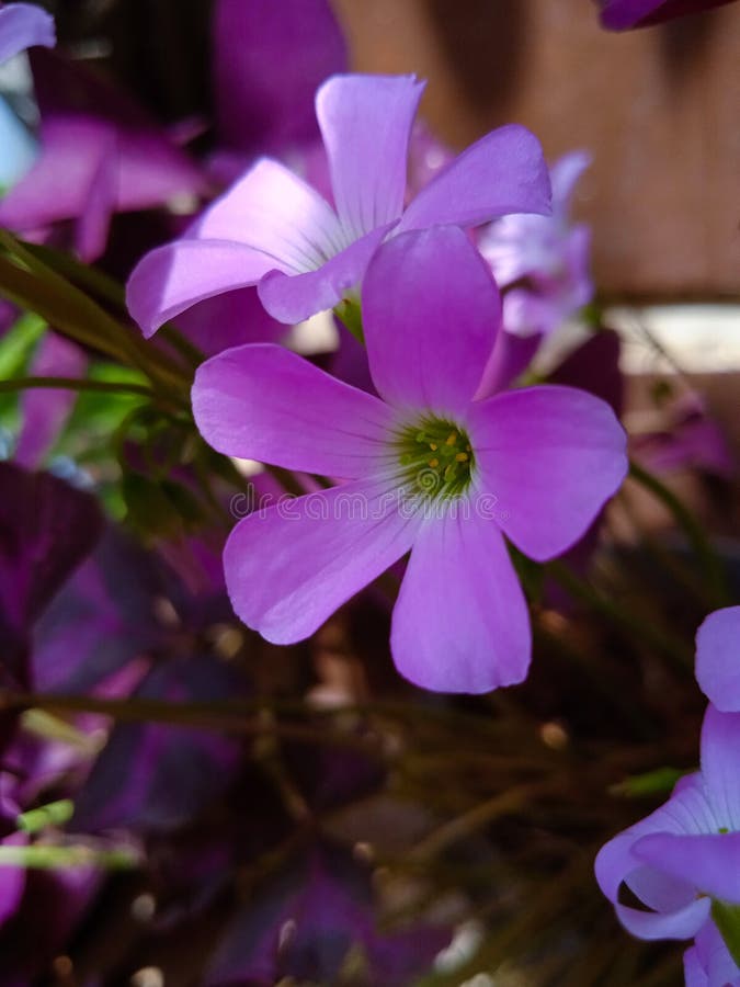 The Beauty of the Flowers of the Oxalis Triangularis Plant or Butterfly ...
