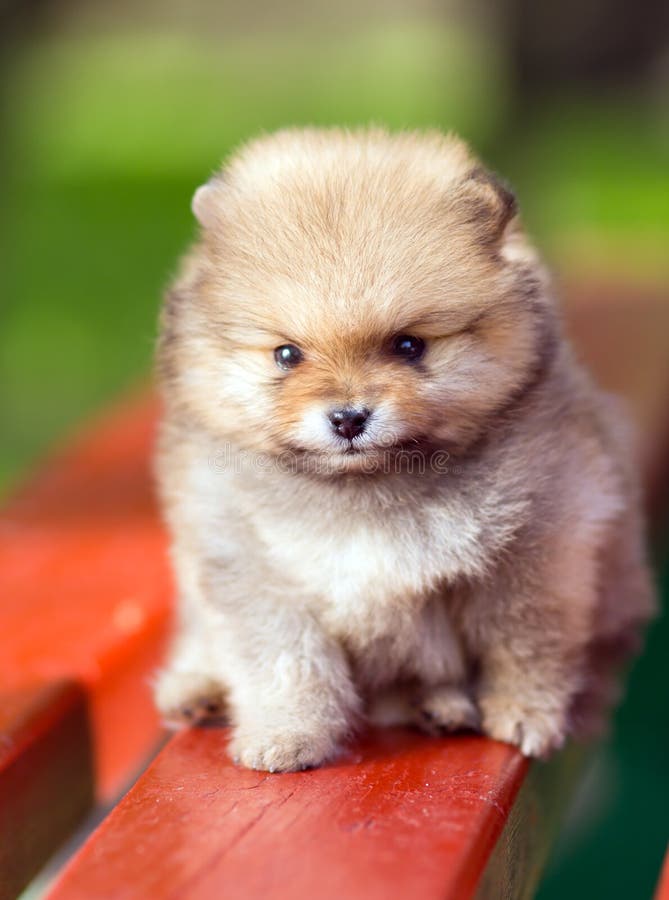 Small Fluffy Pomeranian Puppy Stock Image - Image of small, domestic ...