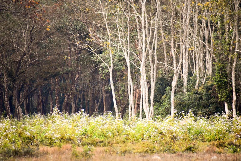 The beauty of Forest stock photo. Image of pond, forest - 184261592