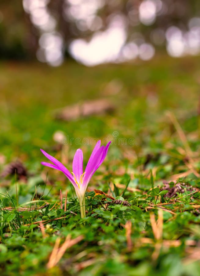 Beauty Forest Pink Flower with Unfocused Background Stock Photo - Image ... Beauty Forest Pink Flower with Unfocused Background Stock Photo - Image ...