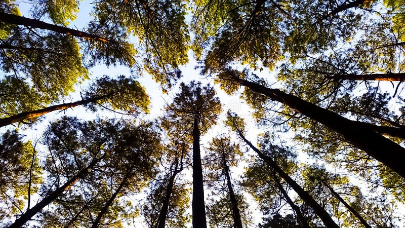 Beauty of Forest Taken from Bottom View Angle. Stock Photo - Image of ...