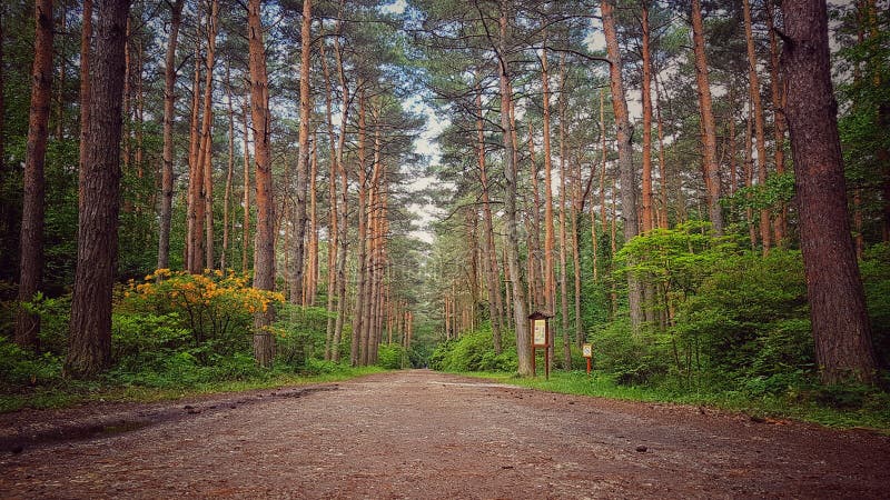 Beauty forest stock photo. Image of green, beauty, brown - 119351806