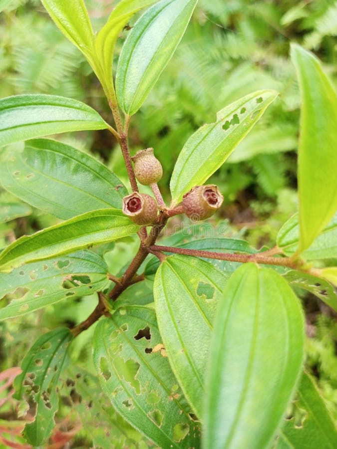 The Beauty of Forest Trees,which is Rare Stock Image - Image of ...