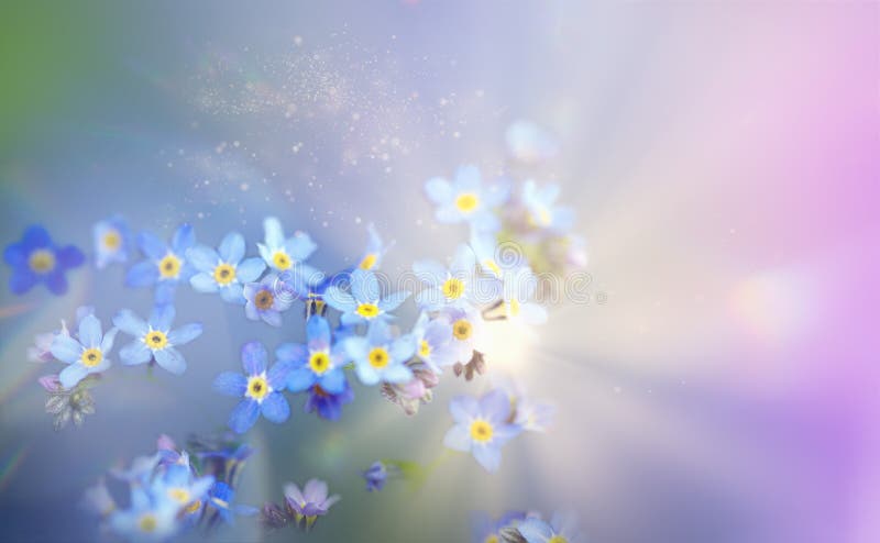 Beauty Forget -me-not Flower in Sunlight . Natural Spring Background ...