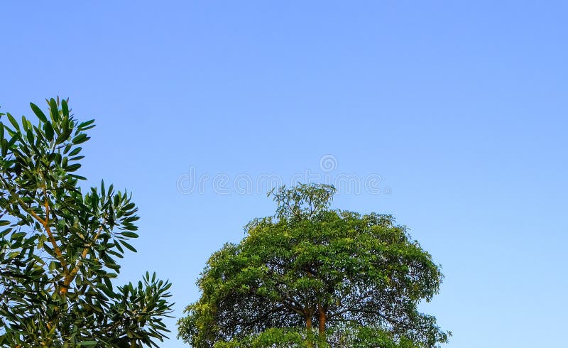 Beauty Fresh Big Tree with Green Leaves, Isolated on Blue Sky Stock ...