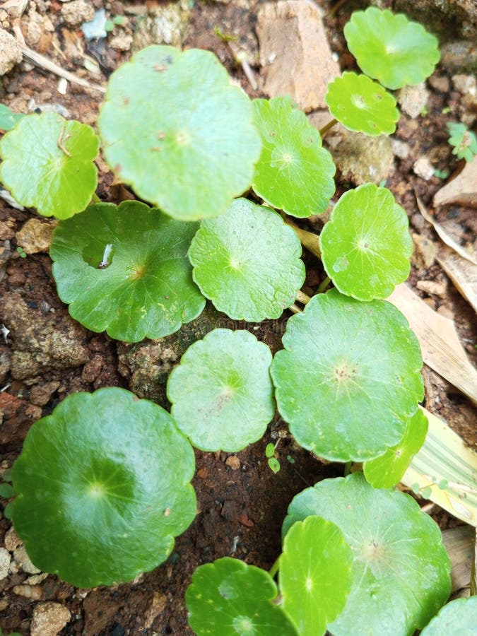 The Beauty of Fresh Green Gotu Kola Leaves Stock Photo - Image of gotu ...