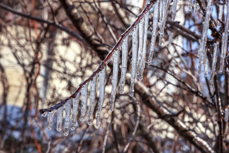 Beauty Frozen Tree Branch in Winter Ice Stock Photo - Image of frigid ...