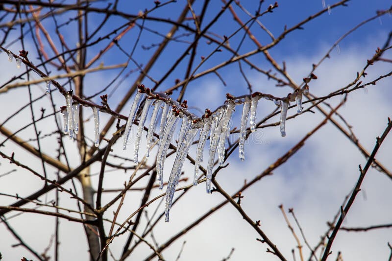 Beauty Frozen Tree Branch in Winter Ice Stock Photo - Image of crystal ...