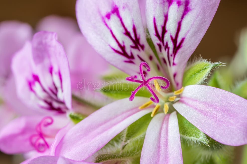 Beauty of the Geranium Flower with Sharp Focus Stock Image - Image of ...