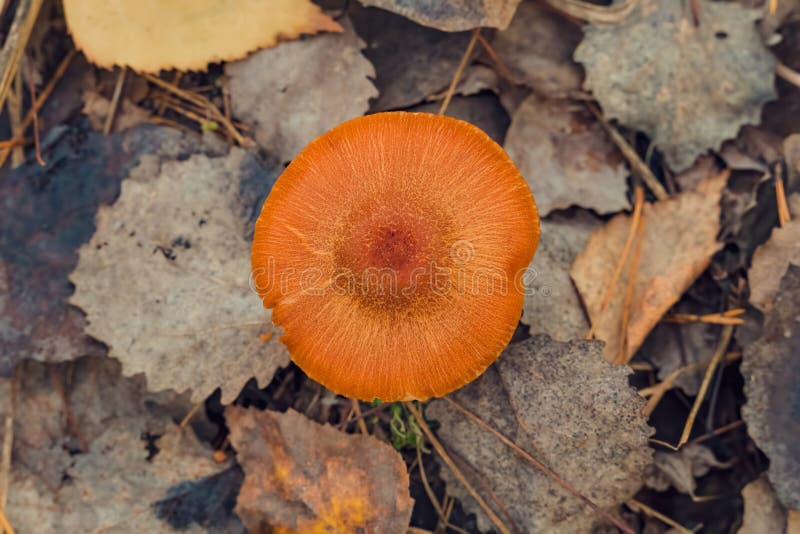Beauty Ginger Cap of Toadstool Stock Photo - Image of view, autumn ...